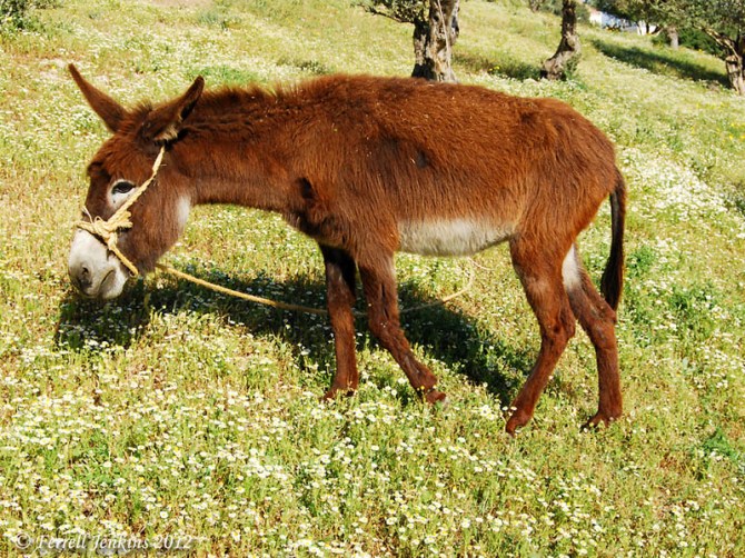 4 Lessons on Colt-Like Worship | williamstricklandblog.com